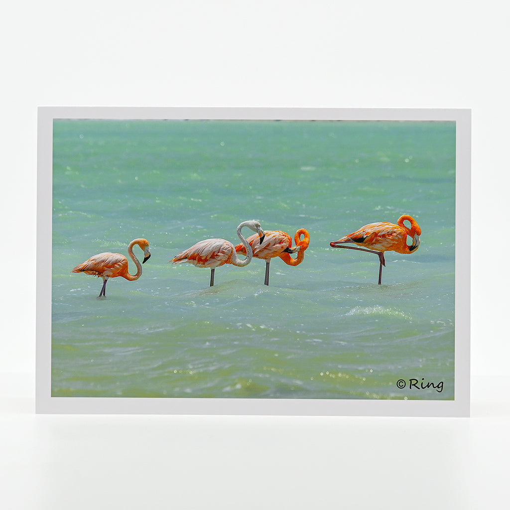 Flamingo 5 Notecard – Funky Flamingo Gifts